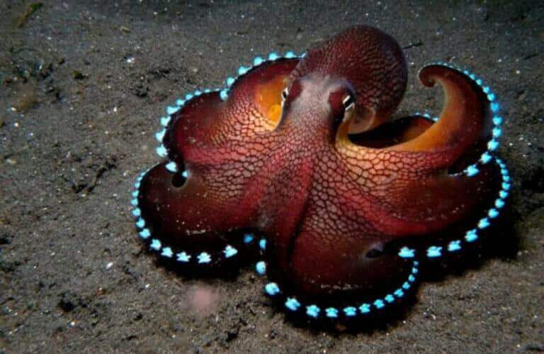 Bioluminescent Octopus : All You Need to Know - Ocean Info