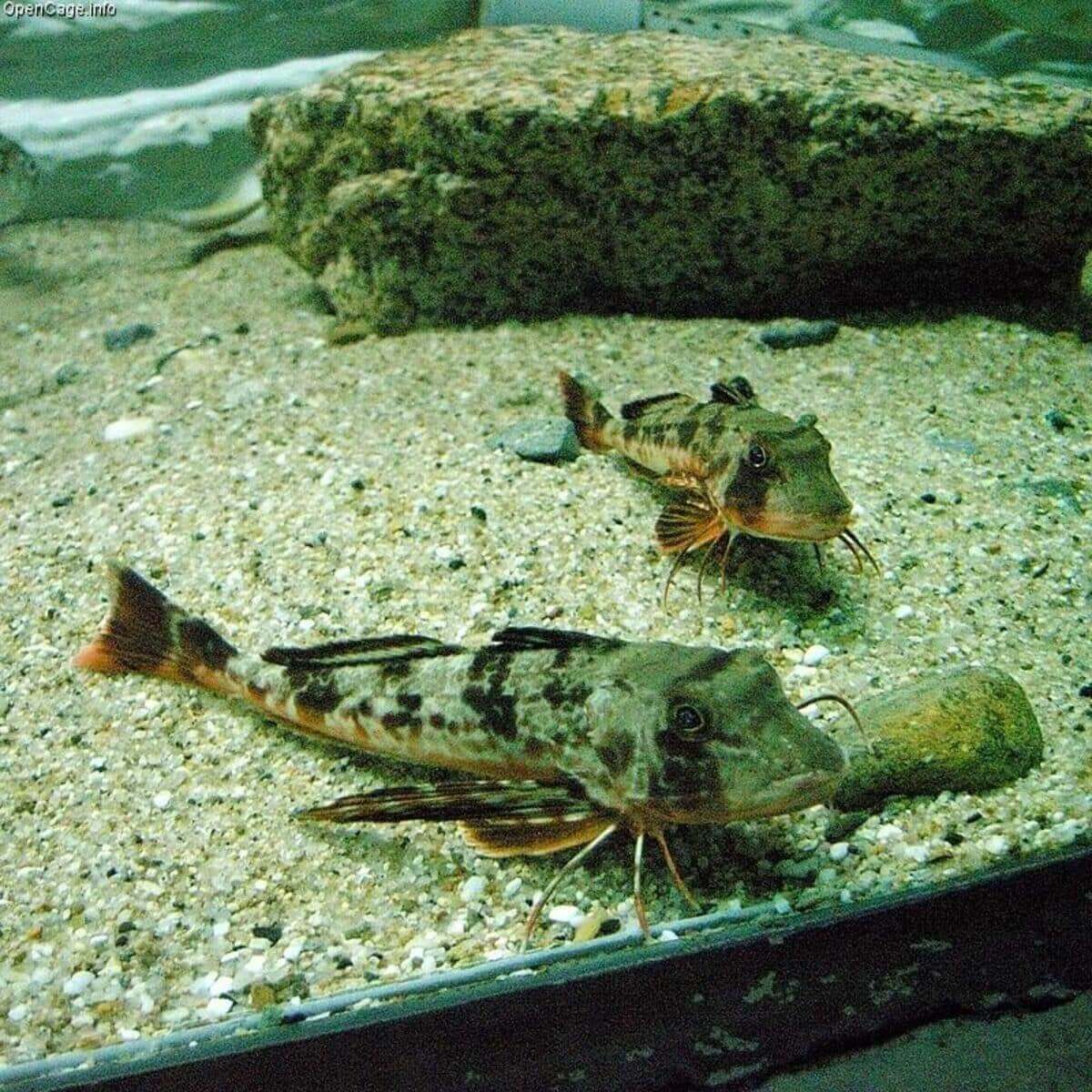 Sea Robin: The Distinct Bottom Feeding Fish - Ocean Info