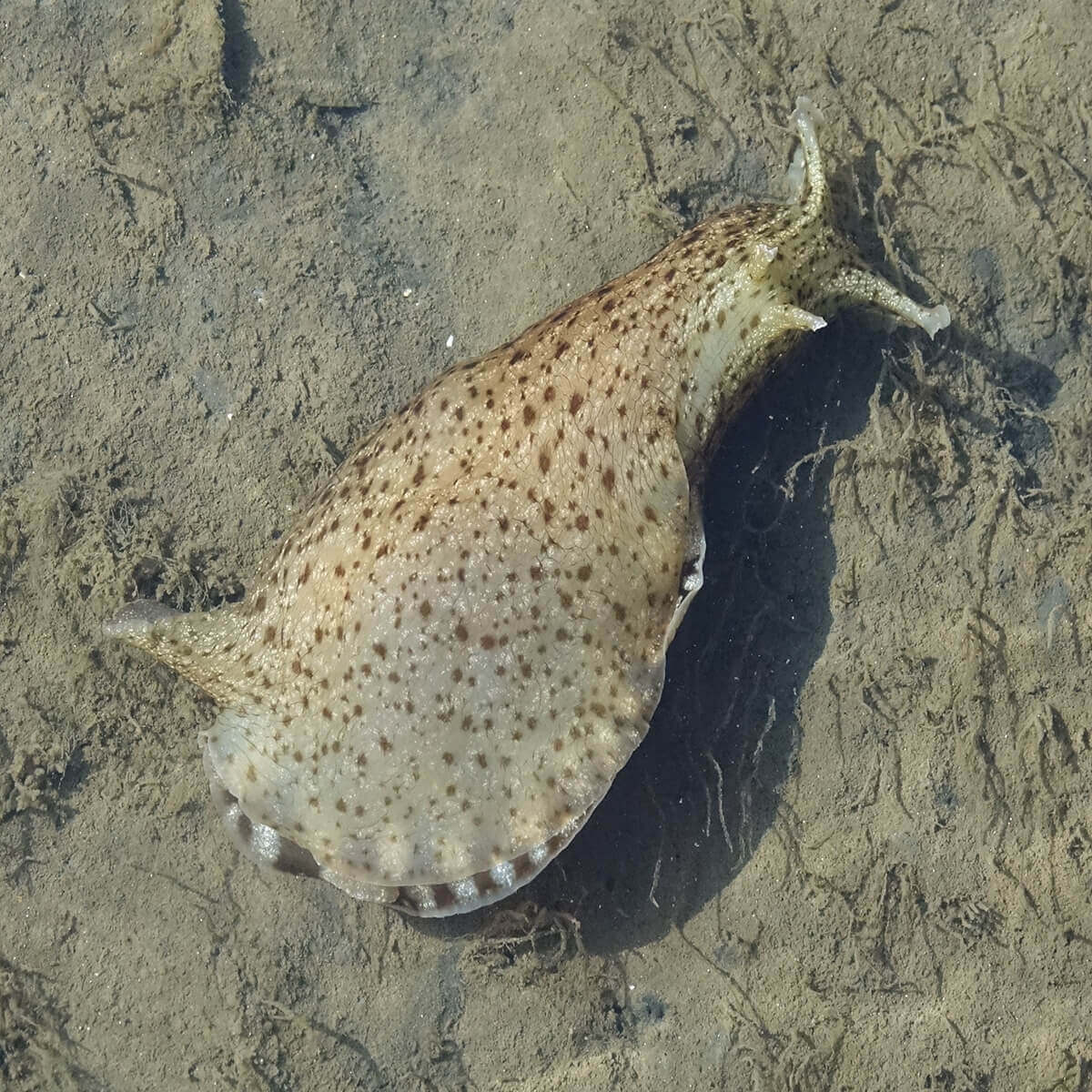Sea Hare Guide: The Intriguing Sea Snail - Ocean Info