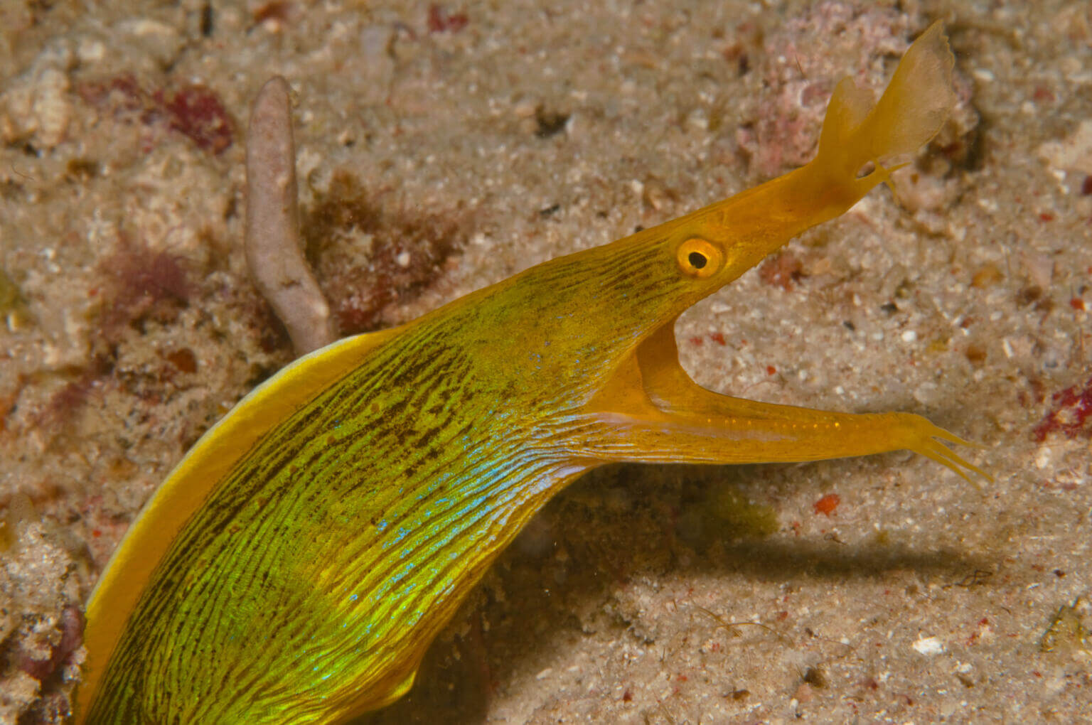 Ribbon Eel, aka the Leaf-nosed Moray - Ocean Info