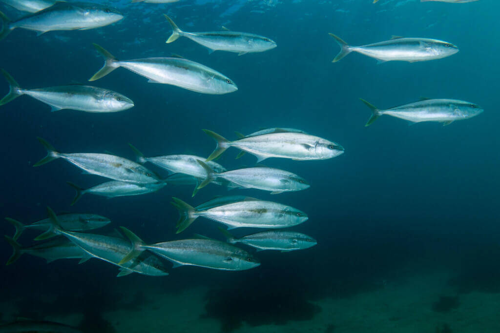 Yellowtail Amberjack: The Fast Warm Water Fish - Ocean Info
