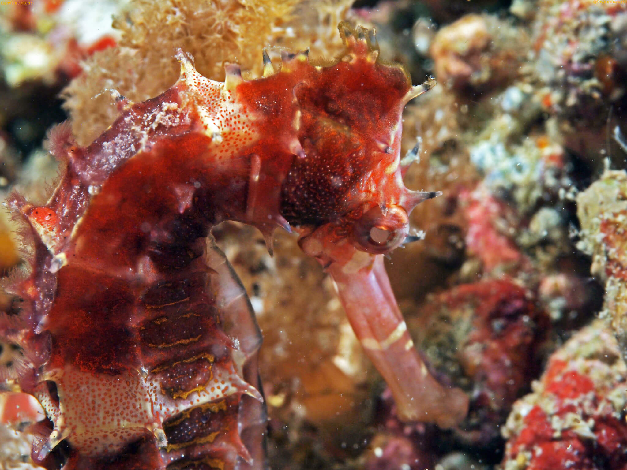 Sea Horses: The Unique Creatures of the Ocean - Ocean Info