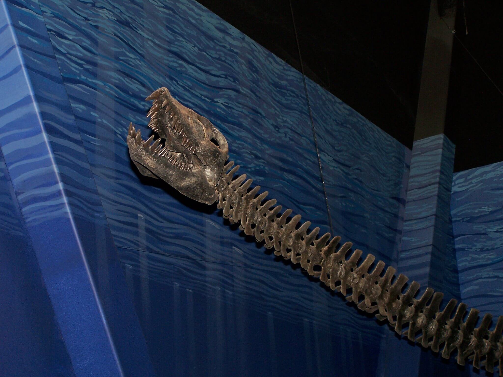 Elasmosaurus Profile: The Prehistoric Marine Reptile - Ocean Info