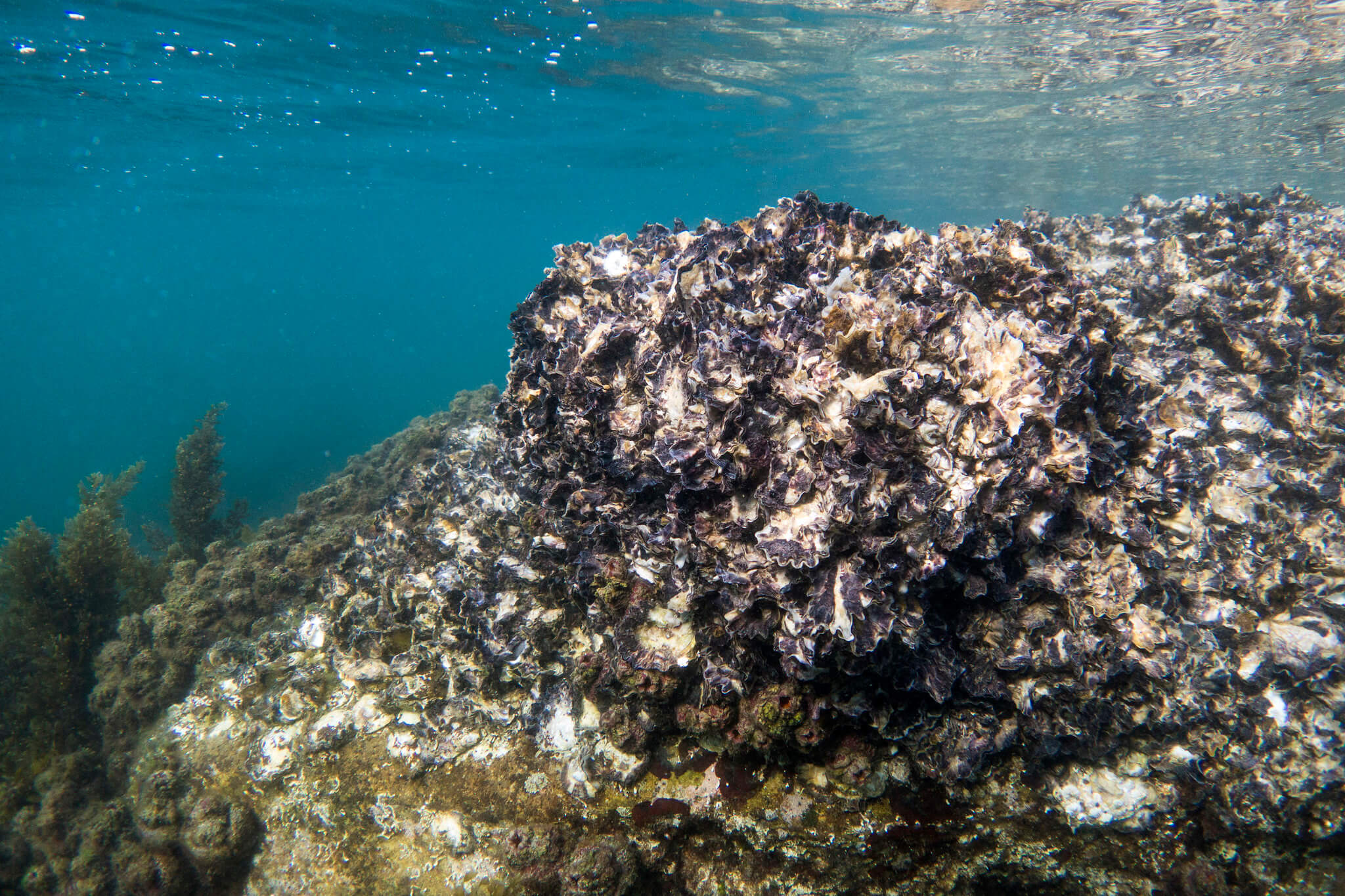 Oysters: The Ocean's Natural Filters - Ocean Info