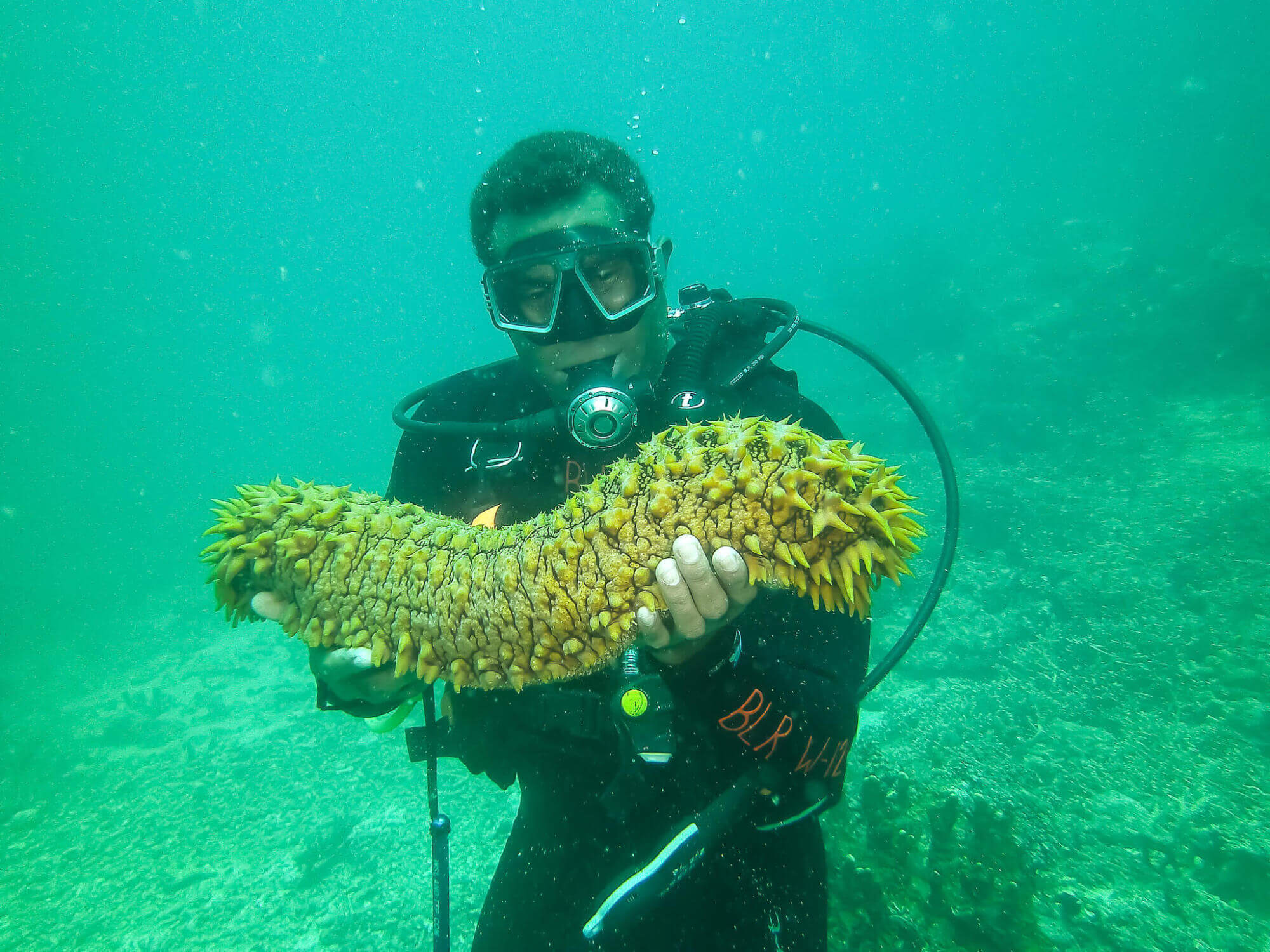 Sea Cucumber: The Ultimate Marine Clean-up Crew - Ocean Info