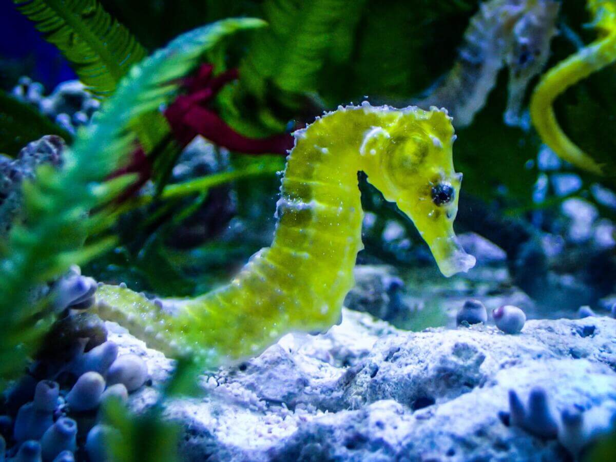 Sea Horses: The Unique Creatures of the Ocean - Ocean Info