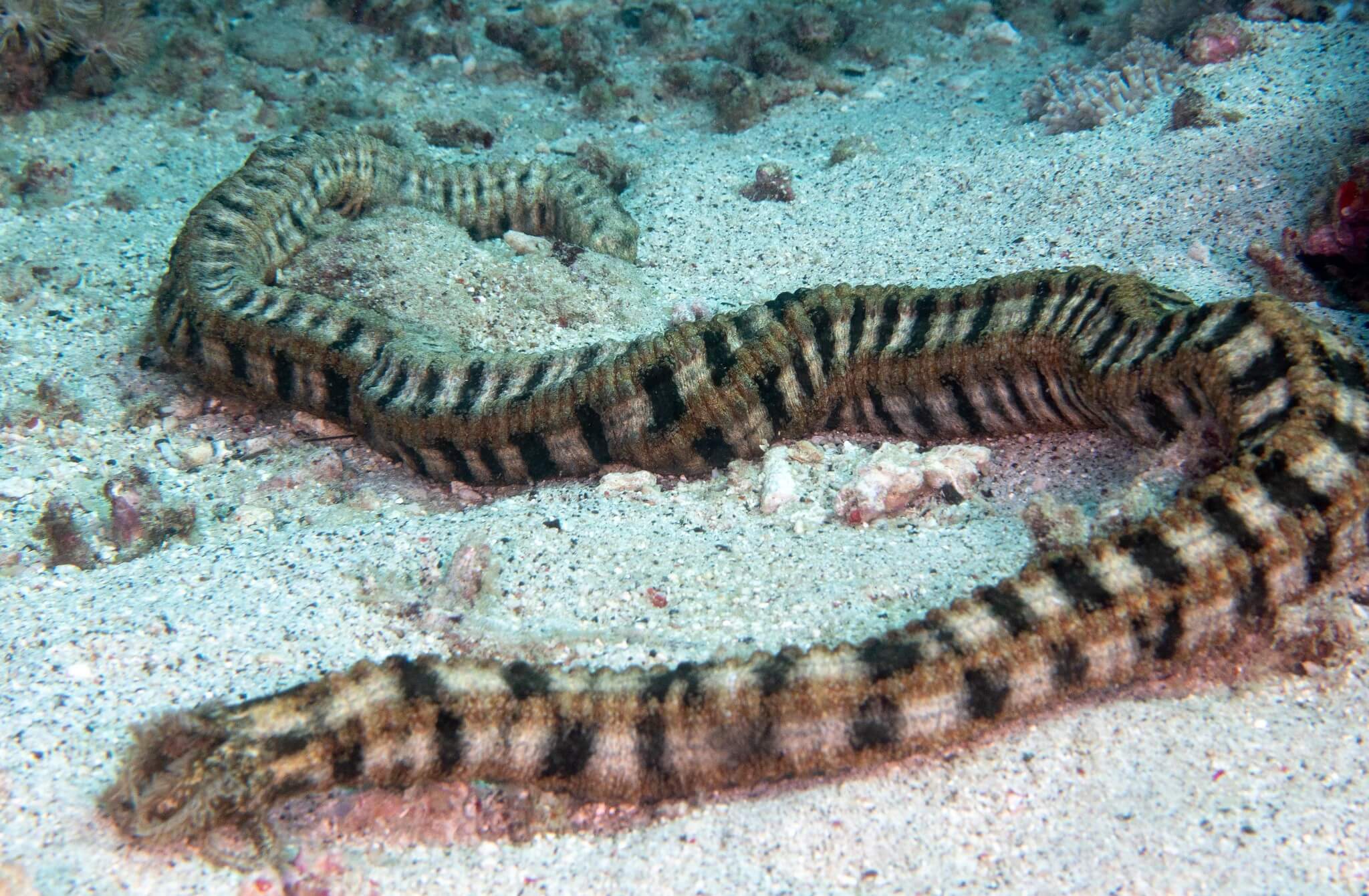 Sea Cucumber: The Ultimate Marine Clean-up Crew - Ocean Info