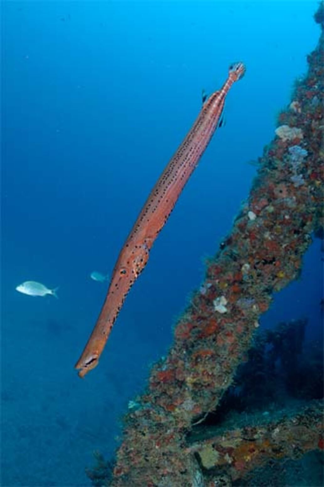 Trumpetfish: The Chameleon Fish - Ocean Info