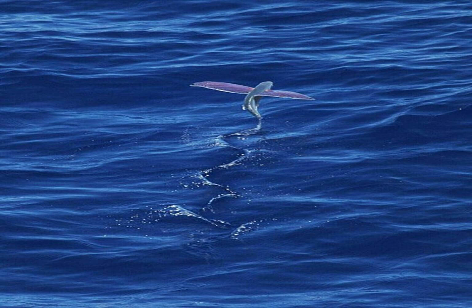Flying Fish - The Fish That Can Really Fly - Ocean Info