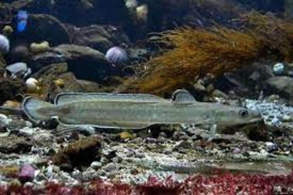 Ling: The Cousin of the Cod - Ocean Info