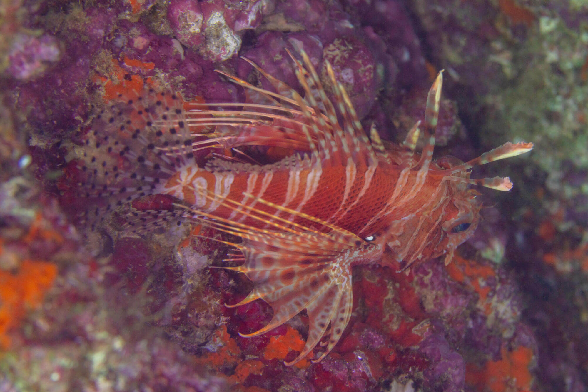 Meet the Lionfish: The Vibrant but Venomous Fish - Ocean Info