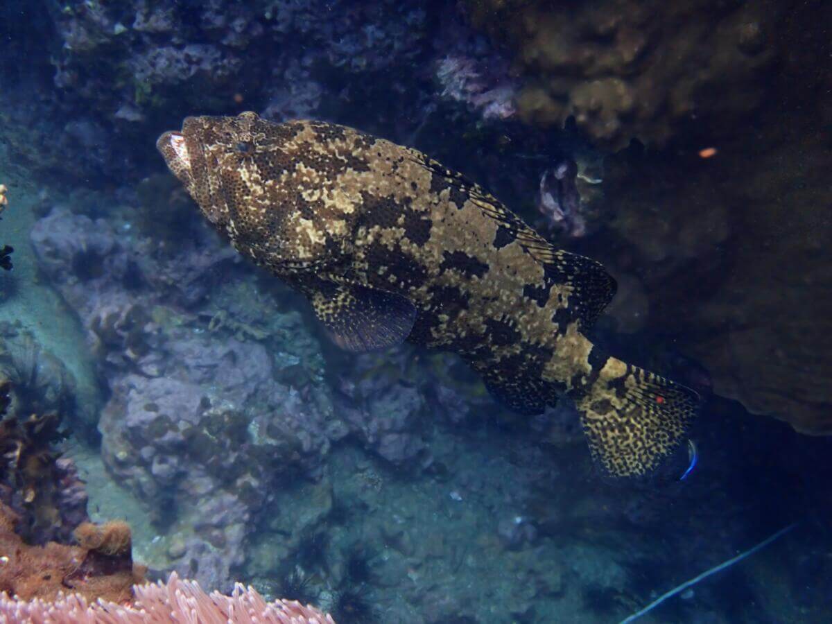 Grouper: The Bottom-Dwelling Reef Fish - Ocean Info