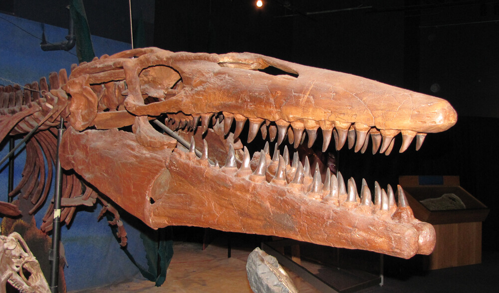Tylosaurus: Dominator of Cretaceous Oceans - Ocean Info
