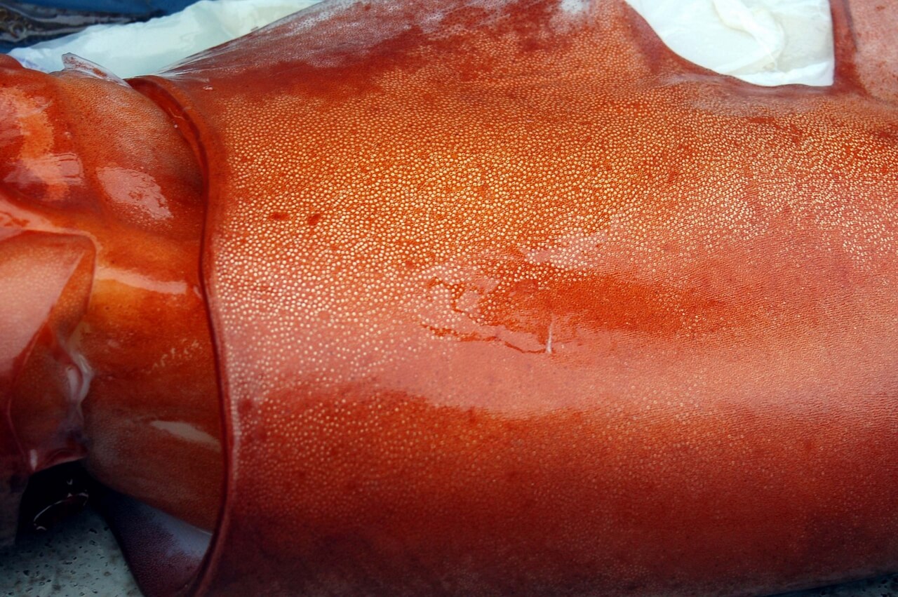 Humboldt Squid: The Biggest and Fiercest of its Kind - Ocean Info