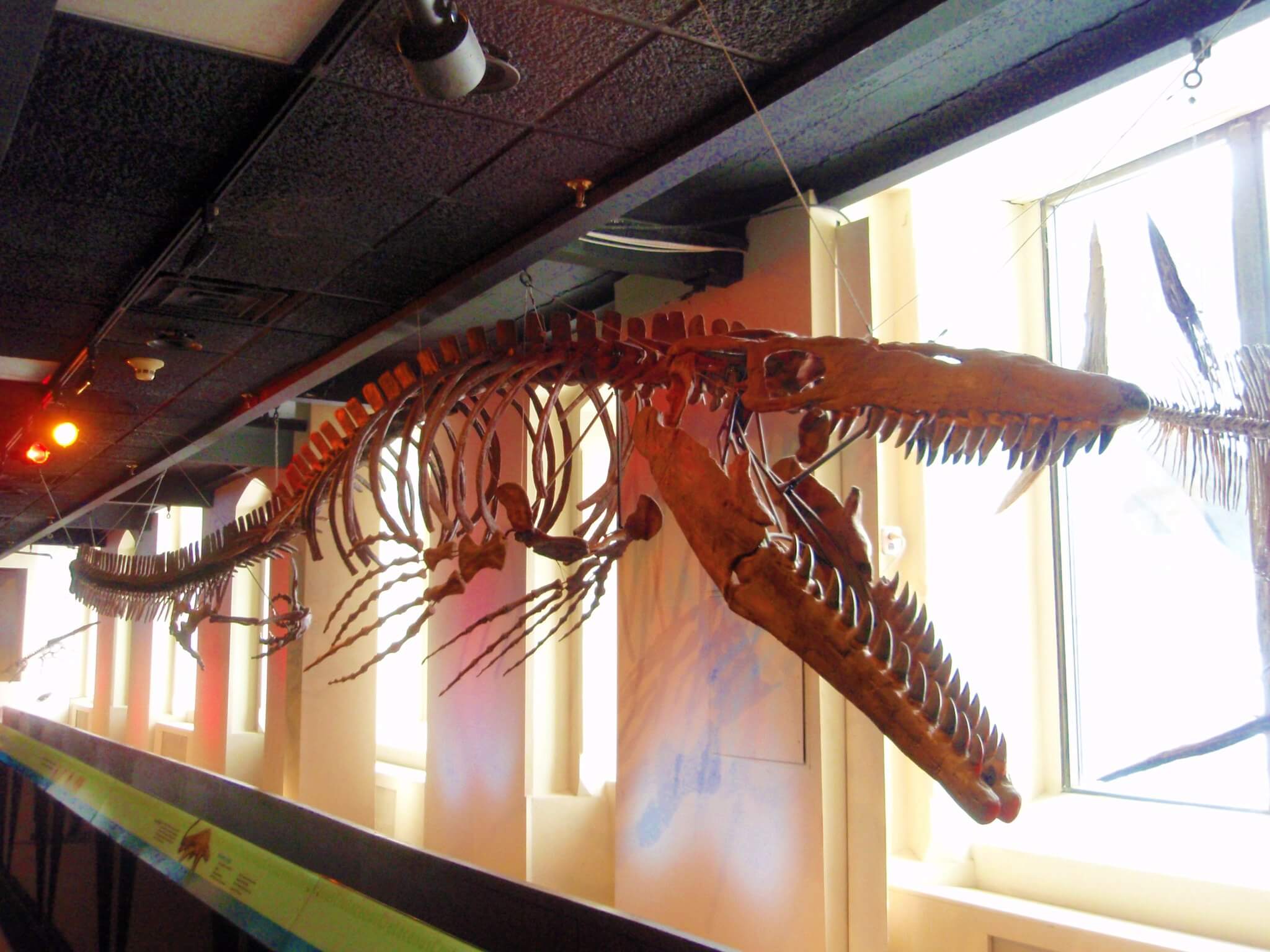 Tylosaurus: Dominator of Cretaceous Oceans - Ocean Info