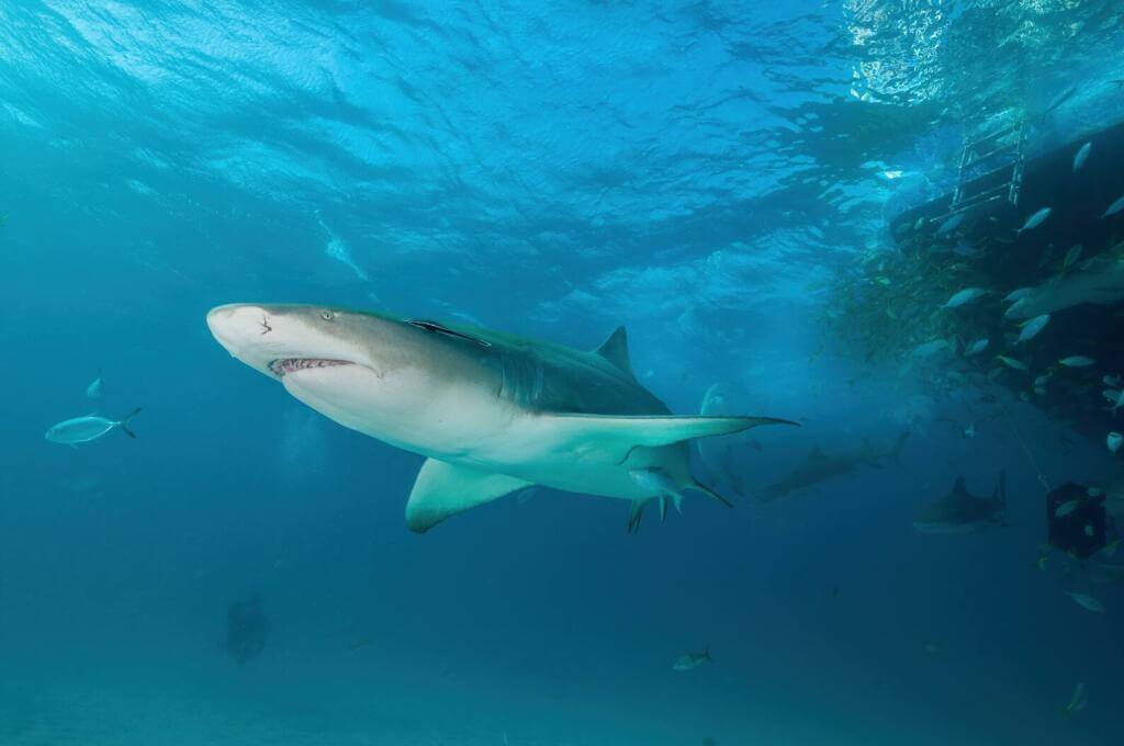Lemon Shark: The Apex Predator of the Tropics - Ocean Info
