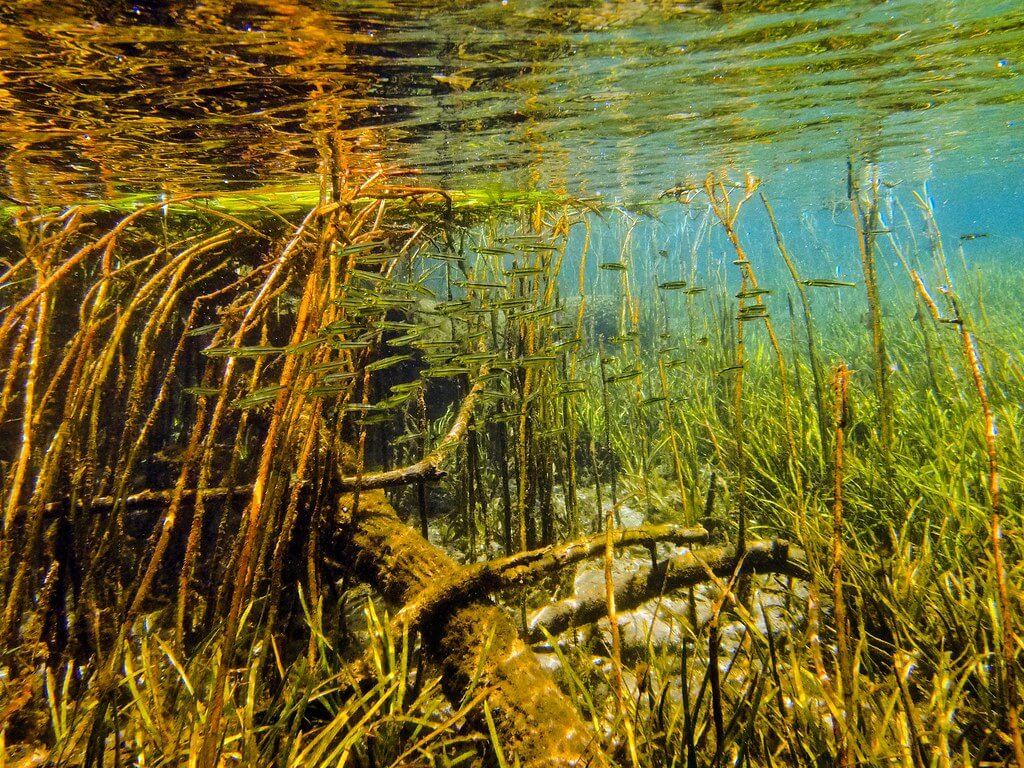 Rainbow River: Florida's Clearest River - Ocean Info