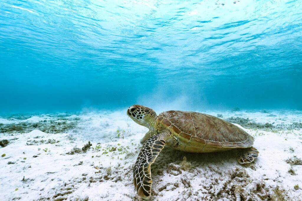 7 Types of Sea Turtles in the Oceans - Ocean Info