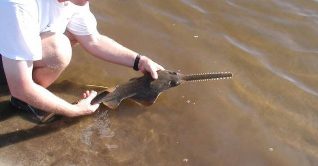 Sawfish: Facts, Species, Det, and More! - Ocean Info