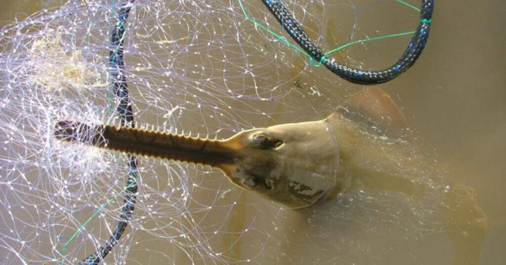 Sawfish: Facts, Species, Det, and More! - Ocean Info