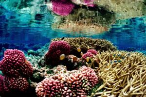 Coral Color: Pigments of The Vibrant Ocean - Ocean Info