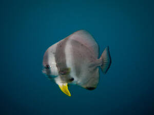 Batfish: The Unique Oddballs of the Ocean - Ocean Info