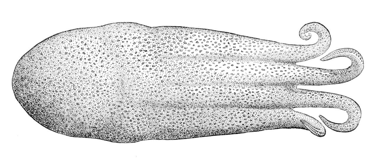 7 Largest Octopuses in the World - Ocean Info