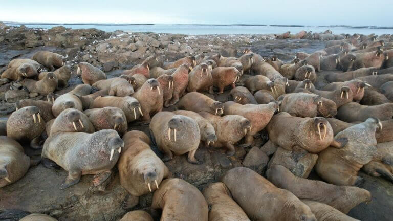 Walrus: The Arctic Behemoth - Ocean Info