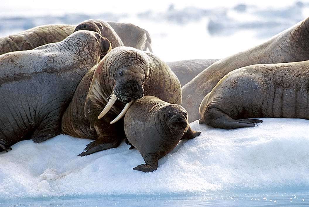 Walrus: The Arctic Behemoth - Ocean Info