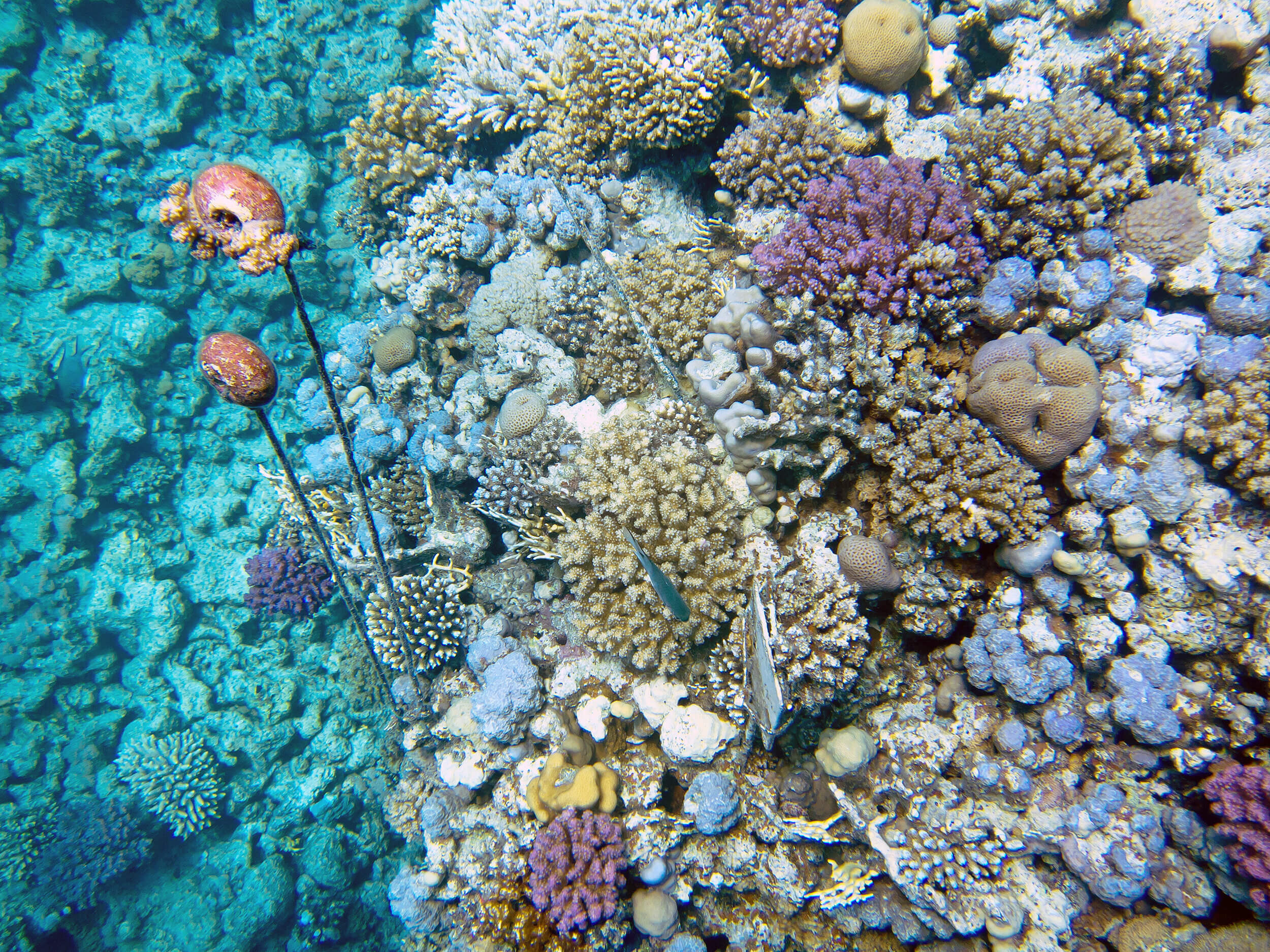 Coral Reefs - Ocean Info