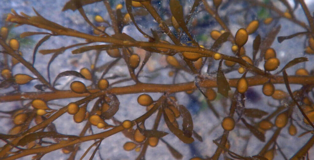 Wireweed (Sargassum muticum) - Ocean Info