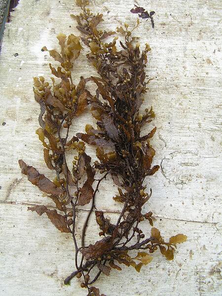 Wireweed (Sargassum muticum) - Ocean Info