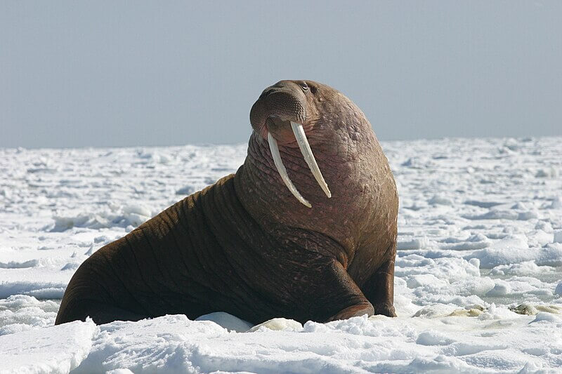 Walrus: The Arctic Behemoth - Ocean Info