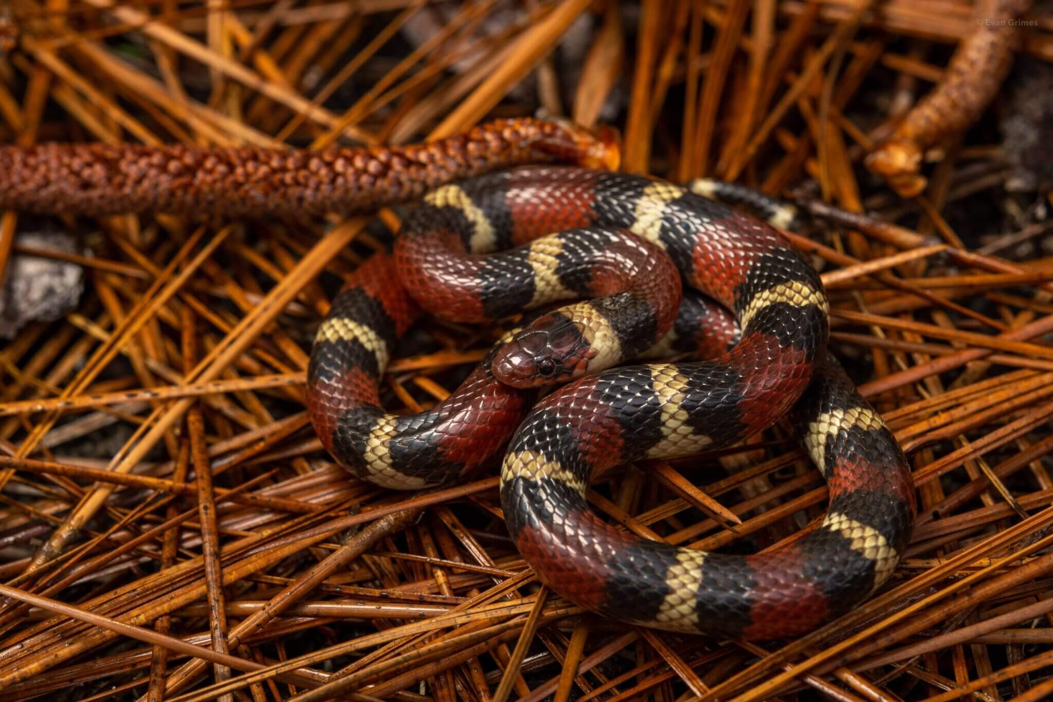 Coral Snake vs King Snake: Main Differences - Ocean Info